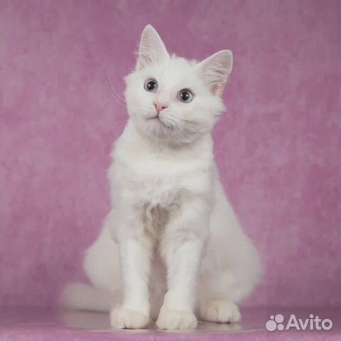 Белый котик в добрые руки