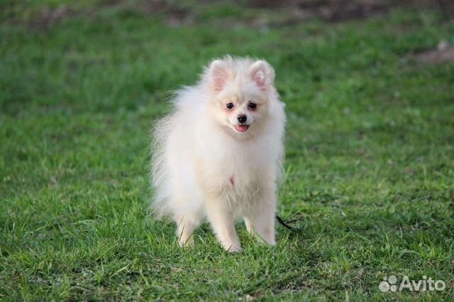 Померанский шпиц