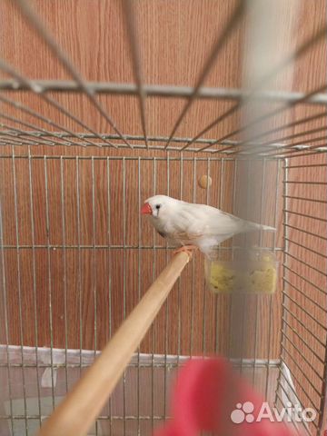 Зебровые амадины