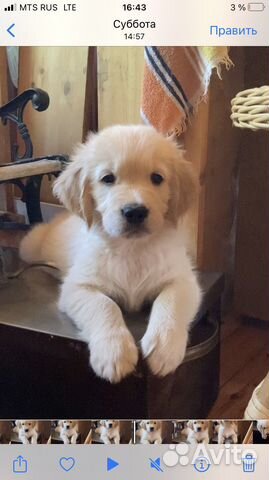 Шикарная девочка-золотистый ретривер