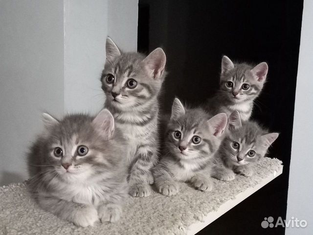 Котята в добрые руки