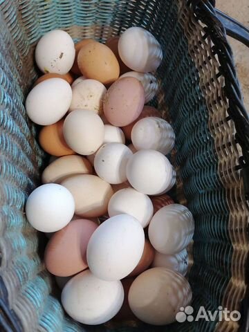 Яйцо куриное