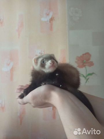 Домашний хорек