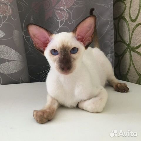 Ориентальные котята