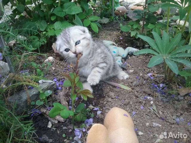 Шотландская