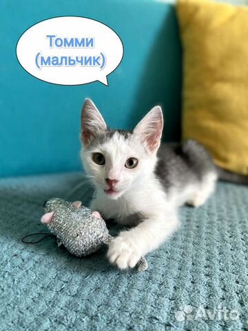 Котенок (кот)