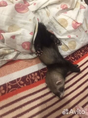 Хорек