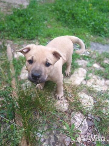 Пристраиваем щенка