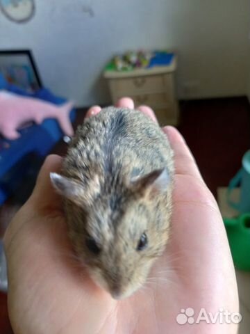 Хомяк в хорошие руки
