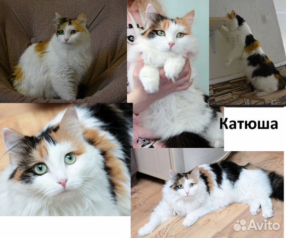 Пушистая шикарная кошечка с бирюзовыми глазами