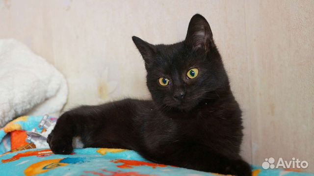 Котенок Изюмчик ищет дом