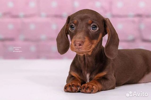 Такса кроличья девочка (питомник)