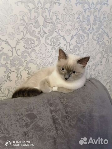 Кошка