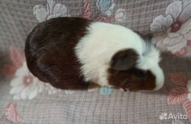 Морские свинки мальчики