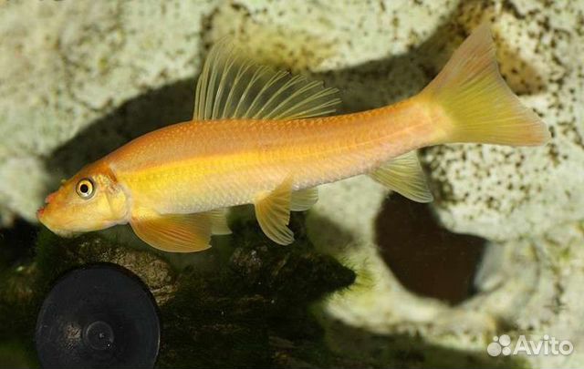 Сом геринохейлус золотой