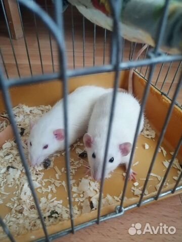 Декоративная крыса с клеткой