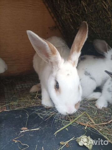 Кролик самка
