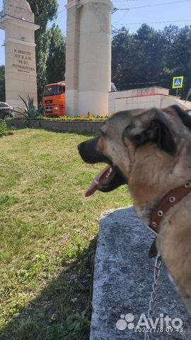 Собаки бесплатно в добрые руки