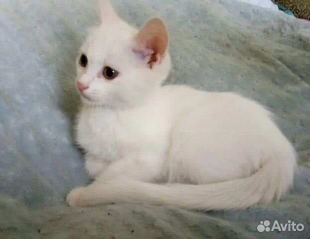 Три котёнка-мальчика ищут хозяев. В хорошие руки