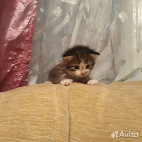 Британские вислоухие котята 1500очень красивые