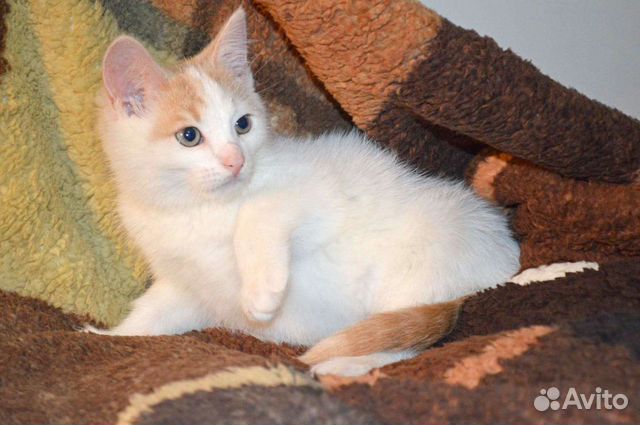 Котёнок в дар