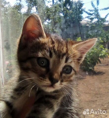 Отдам 2 месячного кота в добрые руки