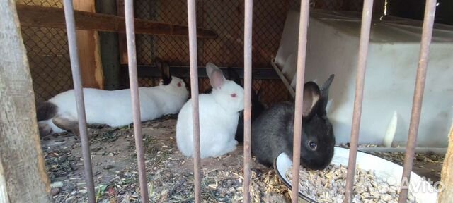 Калифорнийские кролики