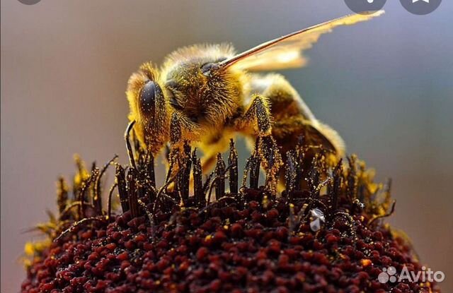 Пчёлы бесплатно