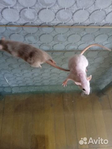 Две сестренки крыски дамбо сфинкс