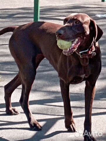 Собака курцхаар в добрые руки