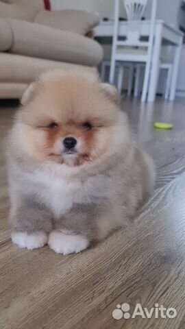 Супер пом