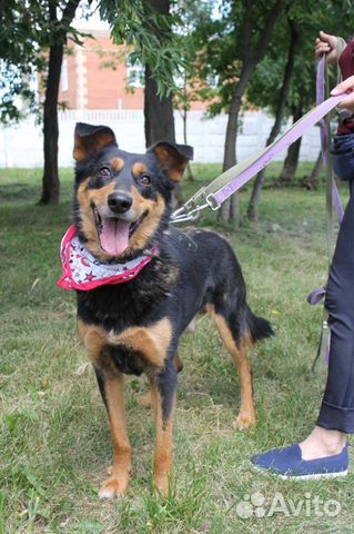 Чарли покладистый и ласковый мальчик
