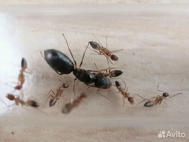 Муравьи из сингапура