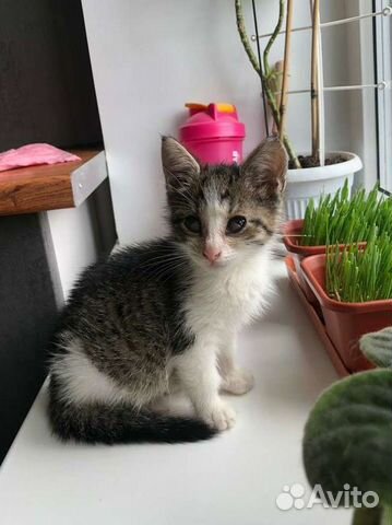 Славный маленький котенок в поисках добрых рук
