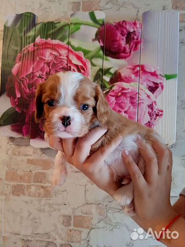 Шикарные Кавалерчики