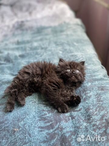 Отдам котенка