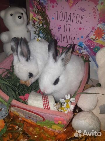 Декоративные карликовые кролики