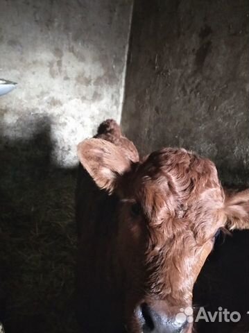 Недельные бычек и телочка