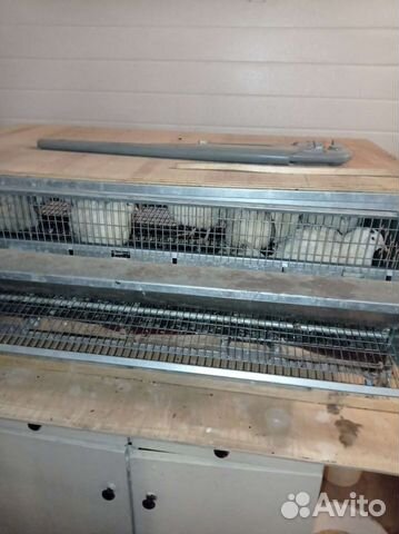 Перепела продажа