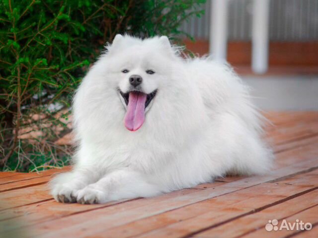 Кобель для вязки (самоед)