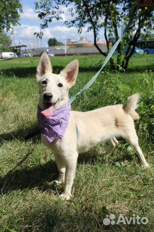 Нежная Лотта ищет семью