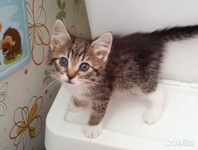 Котёнок Тигруля