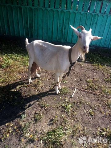 Зааненская дойная коза