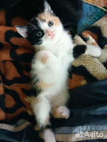 Кошка