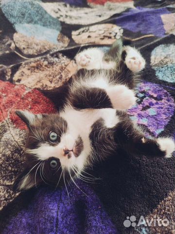 Котёнок в дар