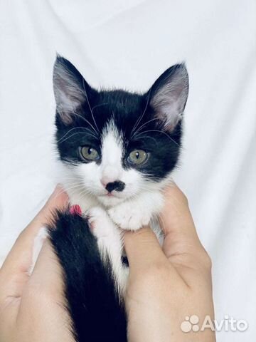 Котёнок Арья ищет дом