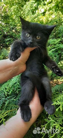 Шикарный маль чик 2 мес