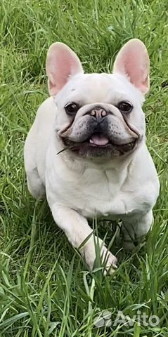 Зефирчик Вязка