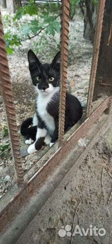 Брошенные котята ищут дом