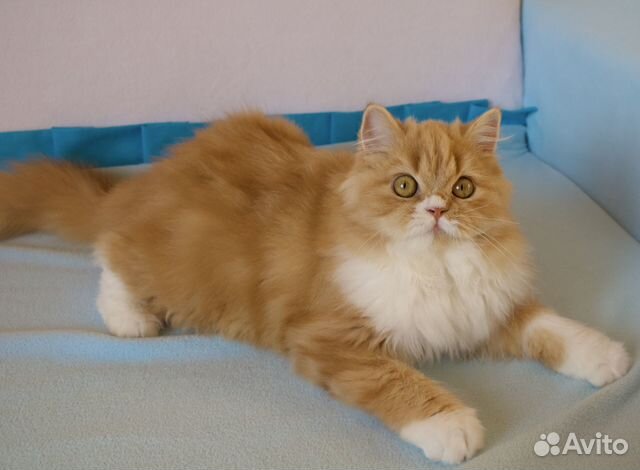 Котик хайленд страйт- красное солнышко